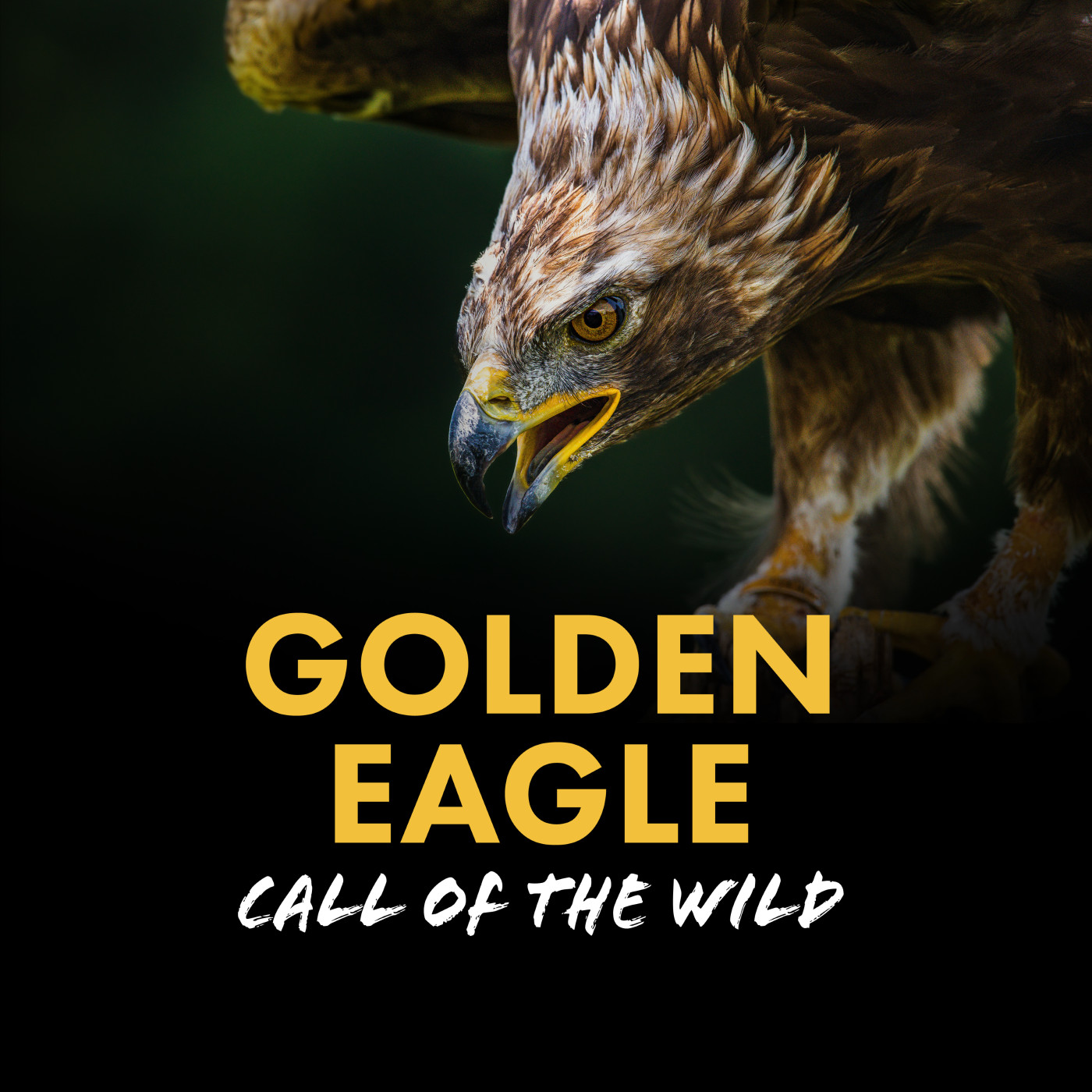 golden eagle flight call